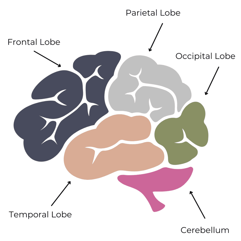 Why We Do What We Do: Meet Your Frontal Cortex - Healthy Mind Psychology